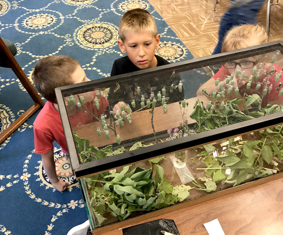 Besser students learn about butterflies | News, Sports, Jobs - The ...